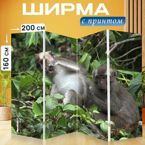 Ширма перегородка с принтом "Борнео, азия, обезьяны" на холсте - 200x160 см. для зонирования, раскладная