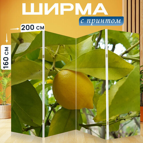 Ширма перегородка с принтом "Лимон, лимонное дерево, цитрусовые" на холсте - 200x160 см. для зонирования, раскладная