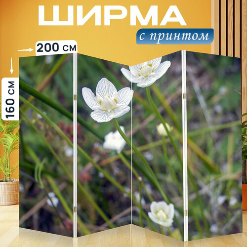 Ширма перегородка с принтом "Трава парнаса, полевой цветок, белый" на холсте - 200x160 см. для зонирования, раскладная