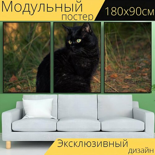 Модульный постер "Кот, черный, домашнее" 180 x 90 см. для интерьера