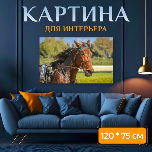 Картина на холсте "Лошади, расинг, рысь" на подрамнике 120х75 см. для интерьера