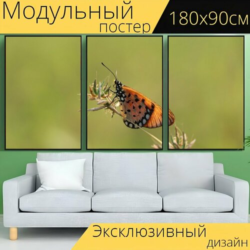 Модульный постер "Бабочки, индийские бабочки, насекомые" 180 x 90 см. для интерьера