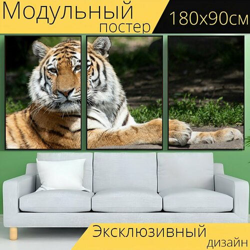Модульный постер "Тигр, сибирский тигр, млекопитающее" 180 x 90 см. для интерьера
