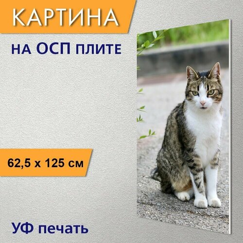 Вертикальная картина на ОСП "Кот, домашняя кошка, дикая природа" 62x125 см. для интерьериа