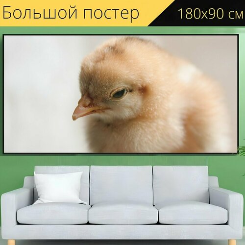 Большой постер "Курица, цыпленок, детка" 180 x 90 см. для интерьера