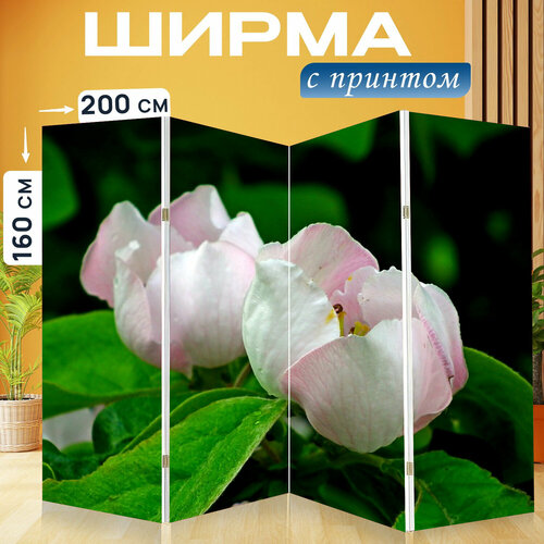 Ширма перегородка с принтом "Айва, цветы, весна" на холсте - 200x160 см. для зонирования, раскладная