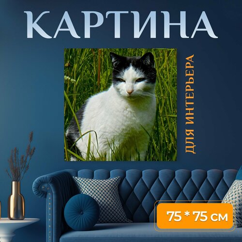 Картина на холсте "Кошка, черное и белое, кошку лицо" на подрамнике 75х75 см. для интерьера