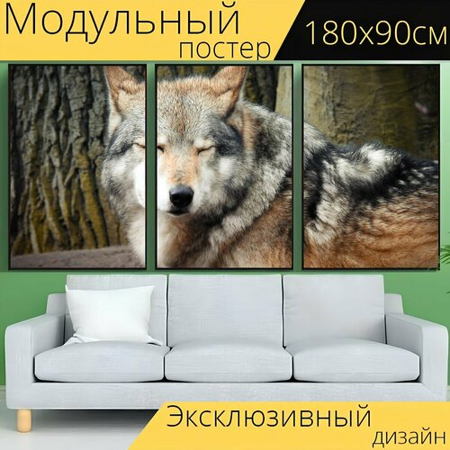 Модульный постер "Волки, природа, хищник" 180 x 90 см. для интерьера