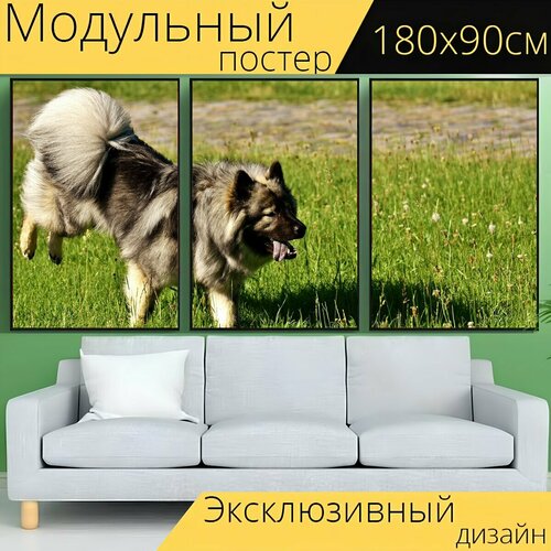 Модульный постер "Евразиец, собака, гонка" 180 x 90 см. для интерьера