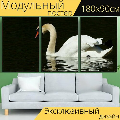 Модульный постер "Лебедь, птица, водное пространство" 180 x 90 см. для интерьера