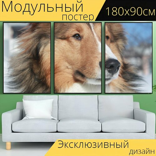 Модульный постер "Собака, животное, собачий" 180 x 90 см. для интерьера