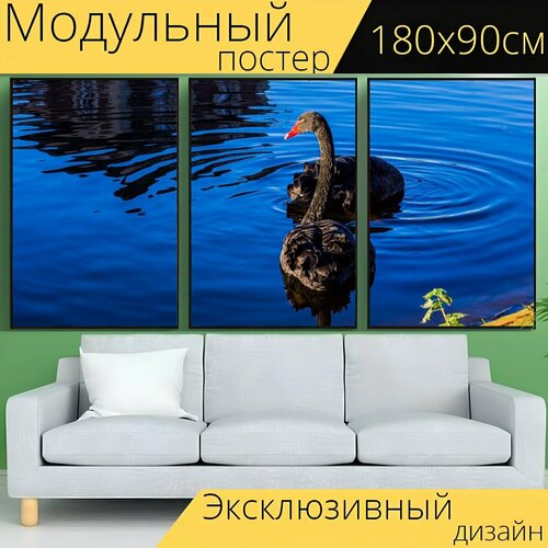 Модульный постер "Лебеди, чернить, водоплавающая птица" 180 x 90 см. для интерьера