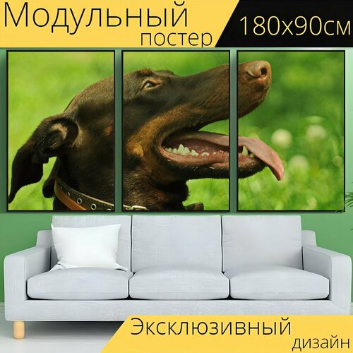 Модульный постер "Собака, доберман, портрет" 180 x 90 см. для интерьера