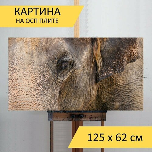 Картина на ОСП 125х62 см. "Слон, структура, бивни" горизонтальная, для интерьера, с креплениями