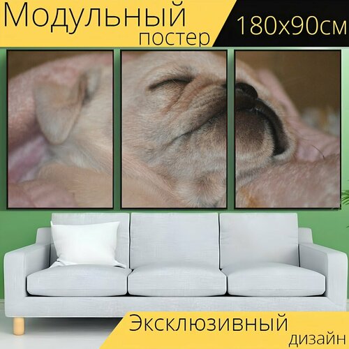 Модульный постер "Собака, щенок, гонка" 180 x 90 см. для интерьера