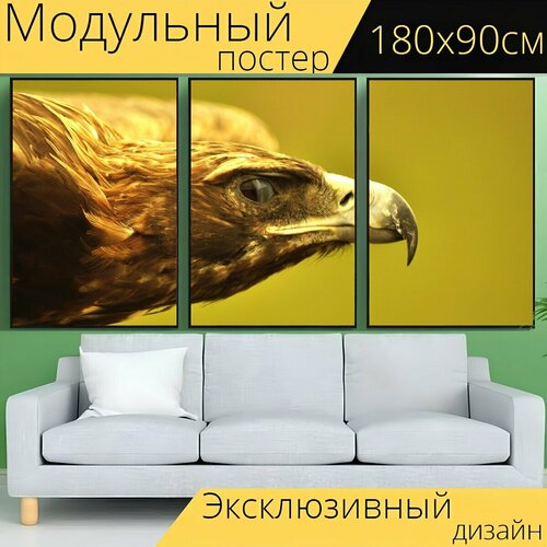 Модульный постер "Орел, птица, животное" 180 x 90 см. для интерьера
