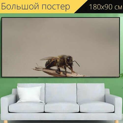 Большой постер "Пчела, песок, насекомое" 180 x 90 см. для интерьера