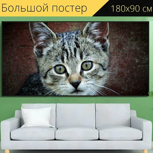 Большой постер "Кот, котенок, домашнее животное" 180 x 90 см. для интерьера