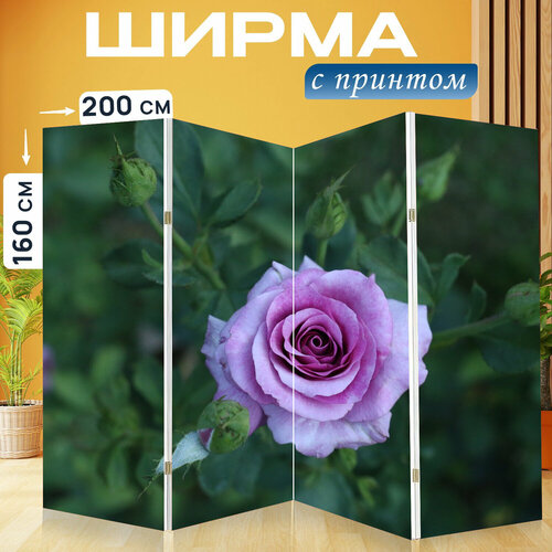 Ширма перегородка с принтом "Цветок, роза, бутоны" на холсте - 200x160 см. для зонирования, раскладная