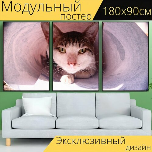 Модульный постер "Кошка, домашний питомец, китти" 180 x 90 см. для интерьера