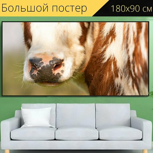 Большой постер "Корова, телец, говядина" 180 x 90 см. для интерьера