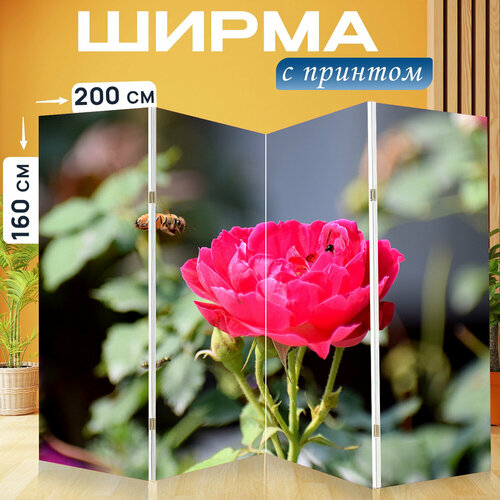 Ширма перегородка с принтом "Роза, цветок, насекомое" на холсте - 200x160 см. для зонирования, раскладная