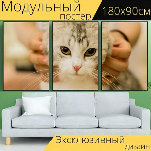 Модульный постер "Кошка, животное, смотреть на" 180 x 90 см. для интерьера