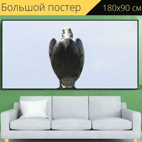Большой постер "Пеликан, птица, природа" 180 x 90 см. для интерьера