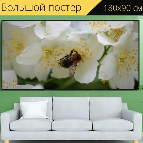 Большой постер "Пчела на цветок жасмина, филиал, белые цветки" 180 x 90 см. для интерьера