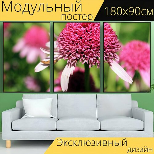 Модульный постер "Эхинацея, цветок, сад" 180 x 90 см. для интерьера