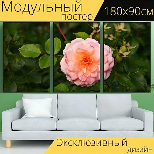 Модульный постер "Розовая роза, цветок, завод" 180 x 90 см. для интерьера