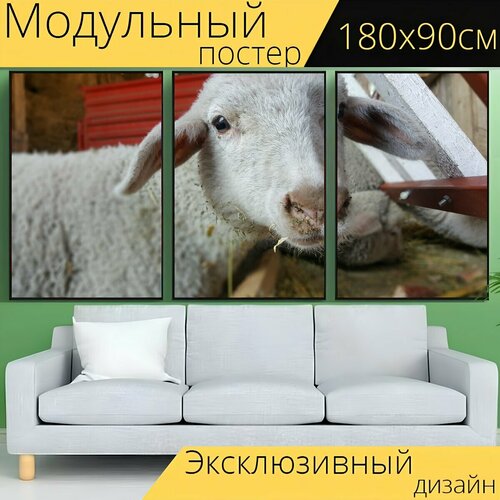 Модульный постер "Ягненок, овец, ферма" 180 x 90 см. для интерьера