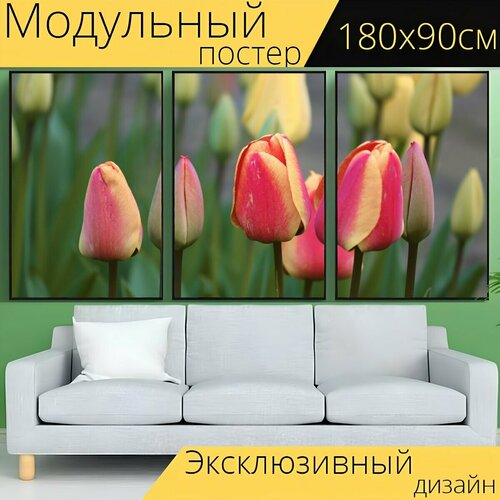 Модульный постер "Бутоны тюльпанов, тюльпаны, закрыто" 180 x 90 см. для интерьера