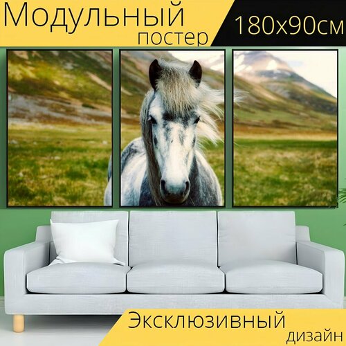 Модульный постер "Исландия, лошадь, пони" 180 x 90 см. для интерьера