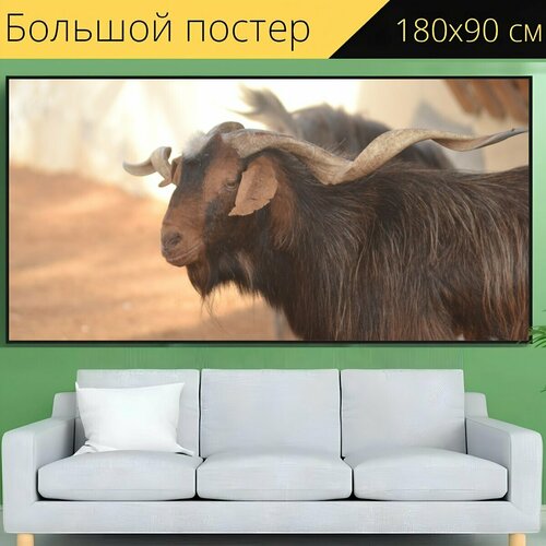 Большой постер "Овец, козел, домашний скот" 180 x 90 см. для интерьера