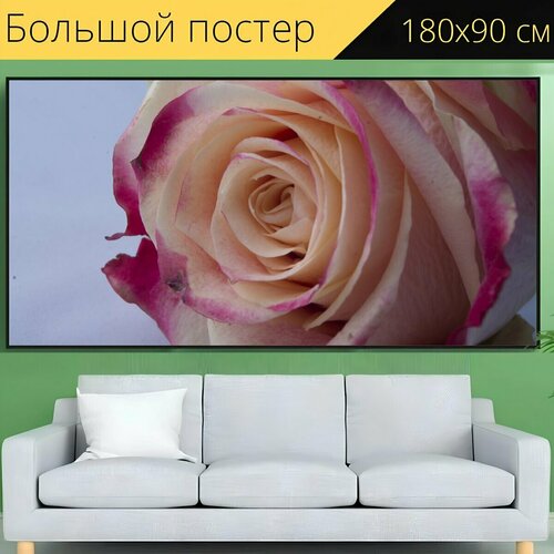 Большой постер "Роза, цвести, природа" 180 x 90 см. для интерьера