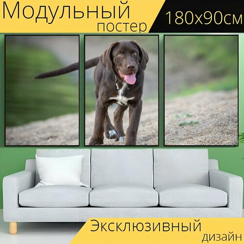 Модульный постер "Собака, лабрадор, щенок" 180 x 90 см. для интерьера