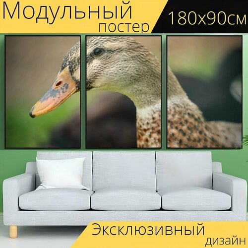 Модульный постер "Утка, кряква, утиная голова" 180 x 90 см. для интерьера