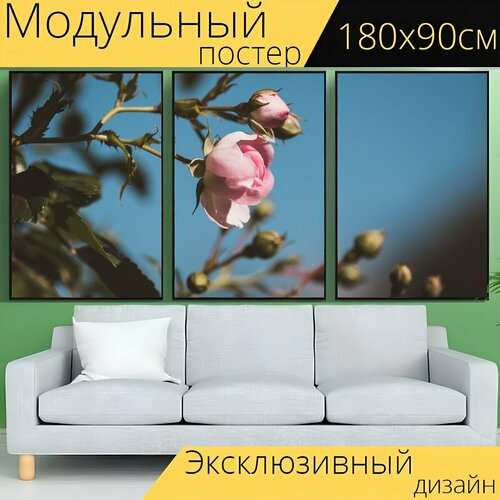 Модульный постер "Роза, розовый, цвести" 180 x 90 см. для интерьера