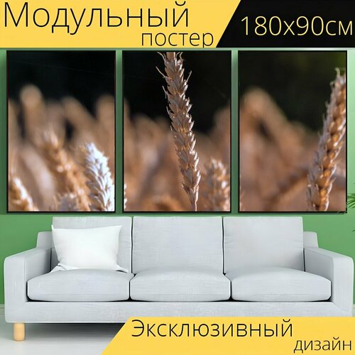 Модульный постер "Колосья, пшеница, сельское хозяйство" 180 x 90 см. для интерьера