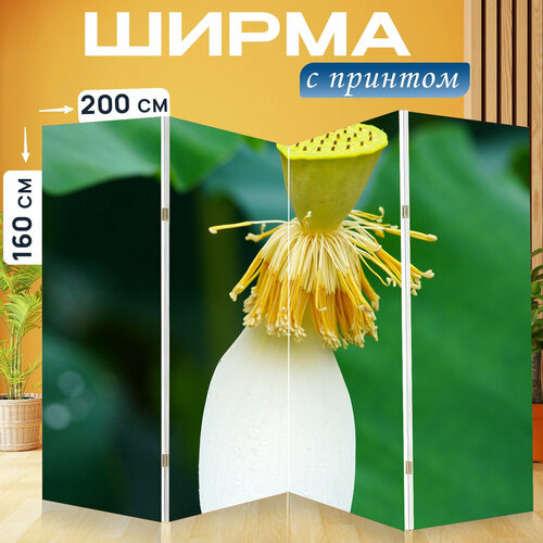 Ширма перегородка с принтом "Бабочка, цветок, природа" на холсте - 200x160 см. для зонирования, раскладная