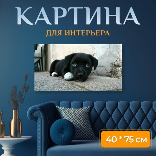 Картина на холсте "Собака, животное, усталый" на подрамнике 75х40 см. для интерьера