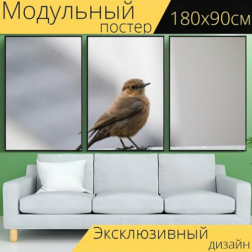 Модульный постер "Пеночка, маленькая птица, птица" 180 x 90 см. для интерьера