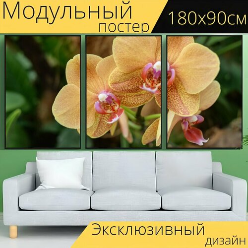 Модульный постер "Орхидея, апельсин, цветы" 180 x 90 см. для интерьера