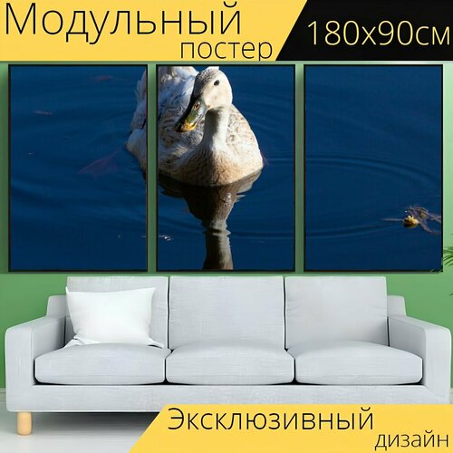 Модульный постер "Бегун утка, белая утка на озере, белая утка плавание" 180 x 90 см. для интерьера