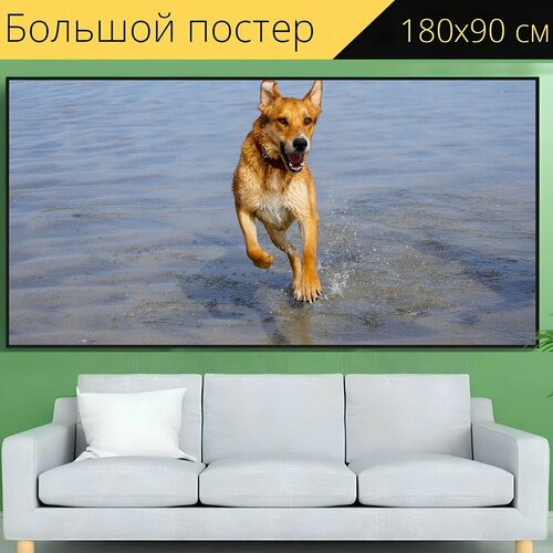 Большой постер "Собака, бег, вода" 180 x 90 см. для интерьера