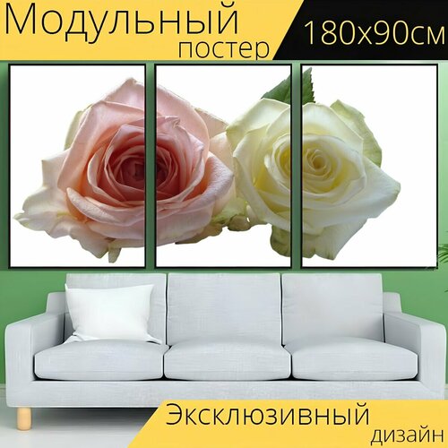 Модульный постер "Розы, расцветает, лепестки роз" 180 x 90 см. для интерьера