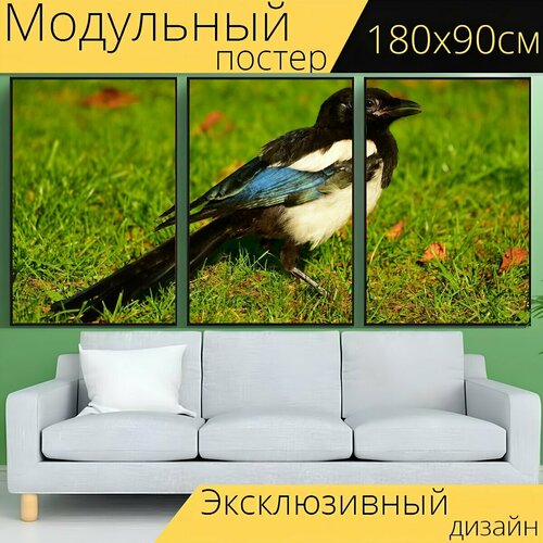 Модульный постер "Сорока, евразийская сорока, птица" 180 x 90 см. для интерьера