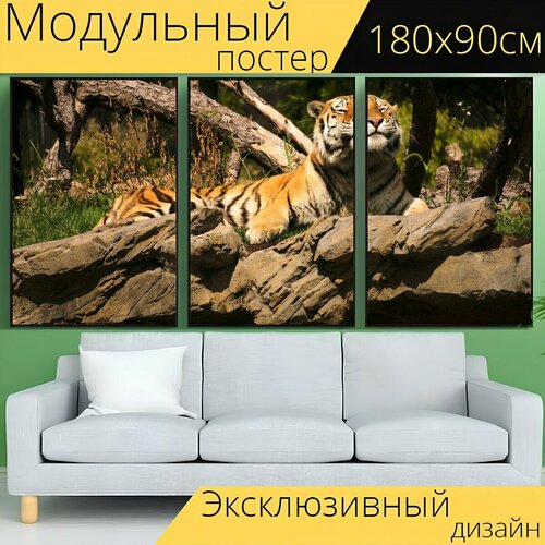 Модульный постер "Тигр, кошачий, дикая кошка" 180 x 90 см. для интерьера