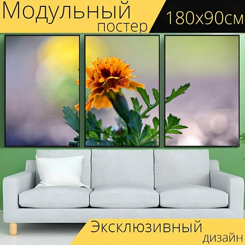 Модульный постер "Студенческий цветок, цветок, бархатцы" 180 x 90 см. для интерьера